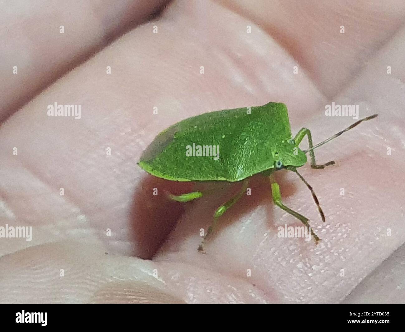 Southern Green Stink Bug (Nezara viridula Stock Photo - Alamy