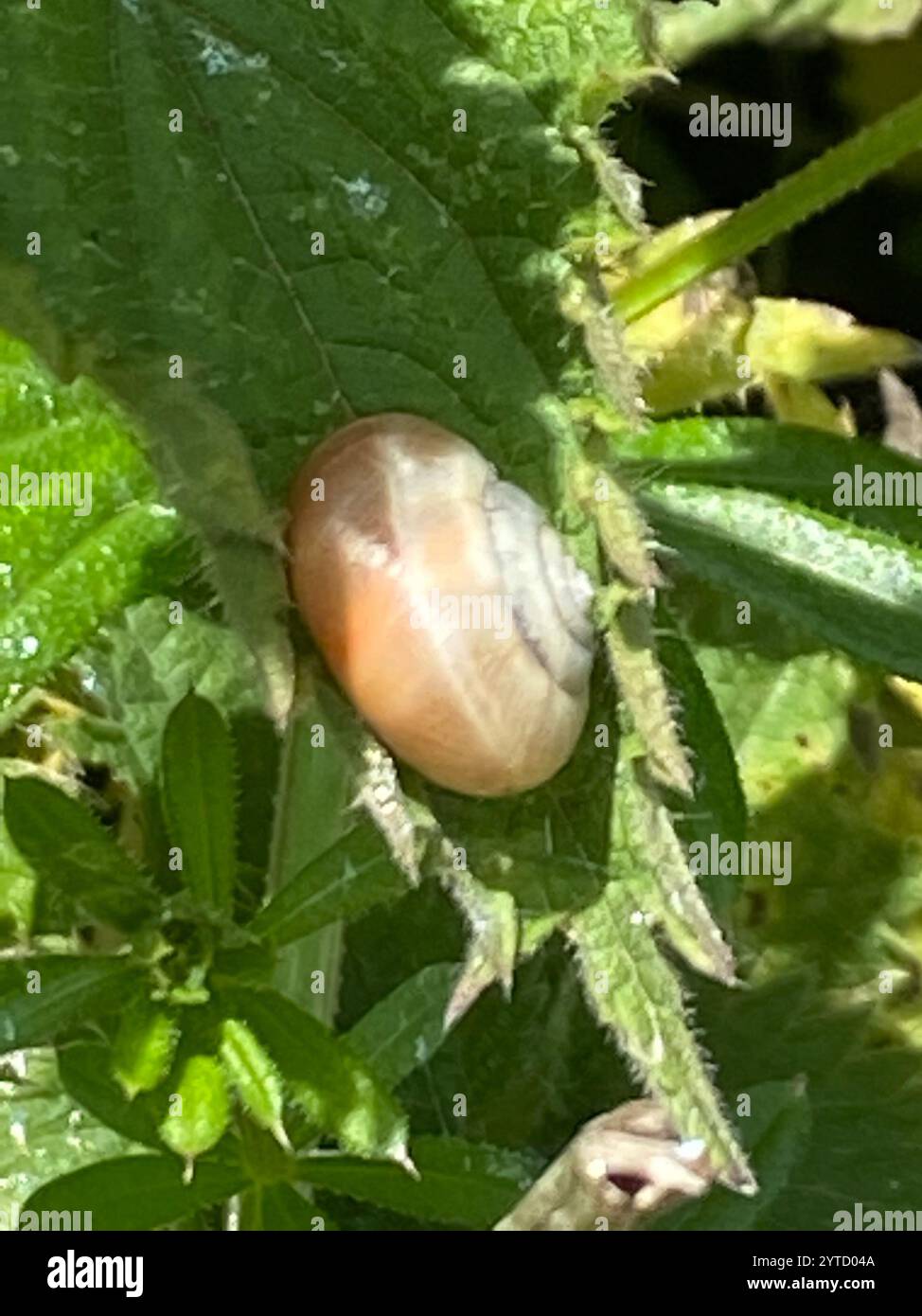 Kentish Snail (Monacha cantiana Stock Photo - Alamy