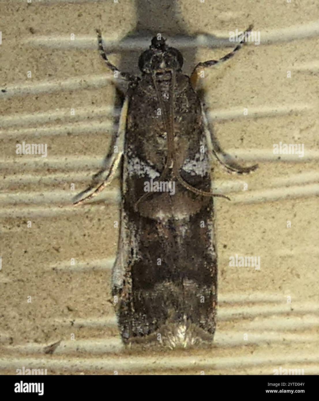 Scale-feeding Snout (Laetilia coccidivora Stock Photo - Alamy