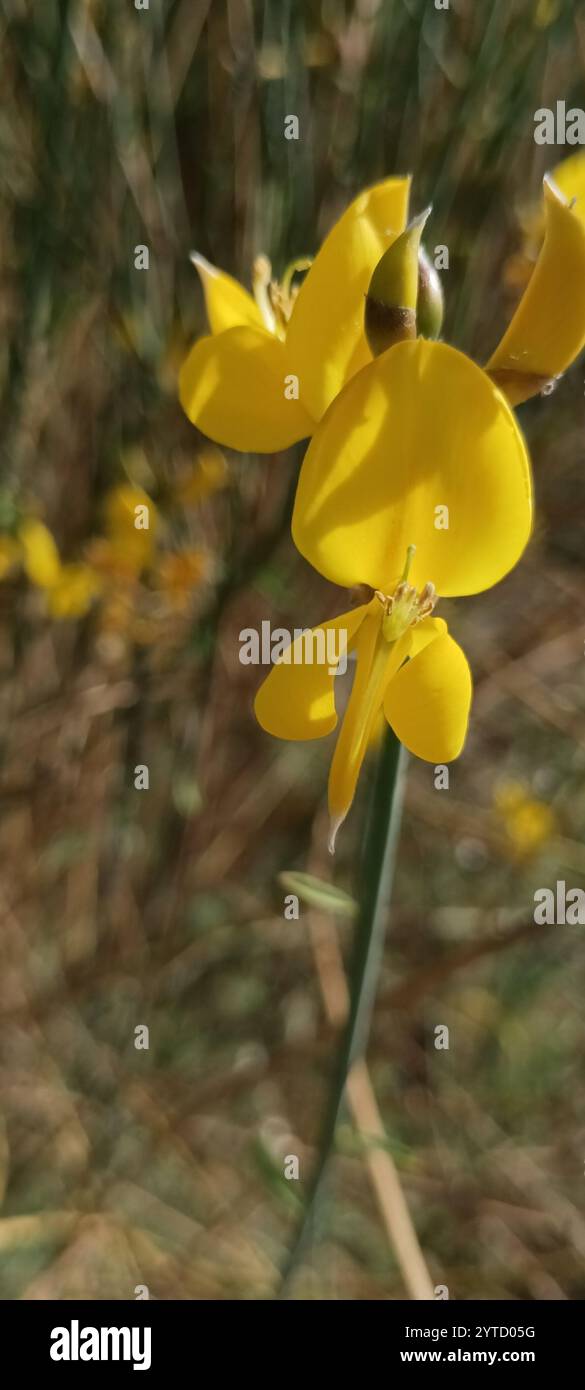 Spanish Broom (Spartium junceum Stock Photo - Alamy