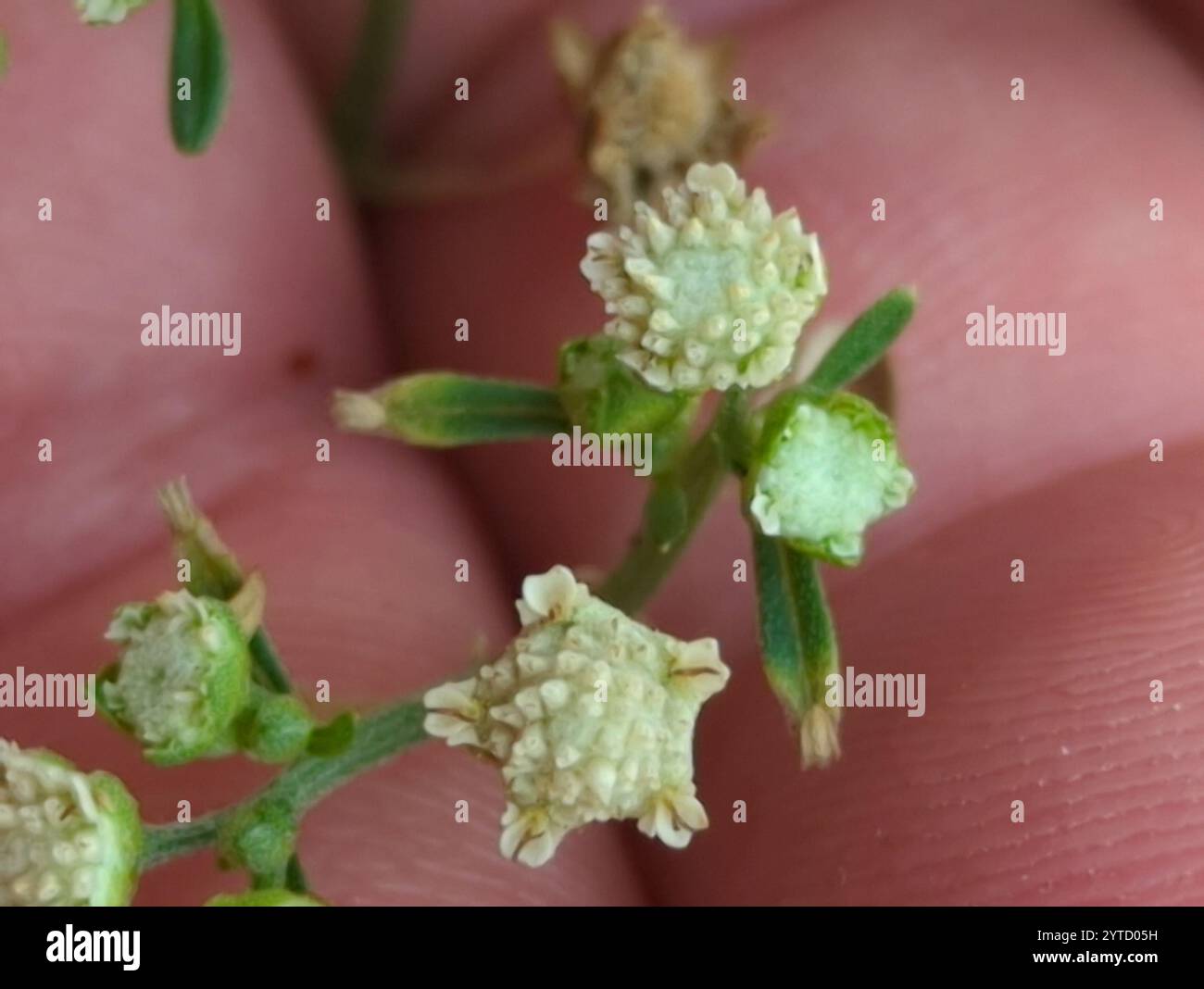 Santa Maria feverfew (Parthenium hysterophorus Stock Photo - Alamy