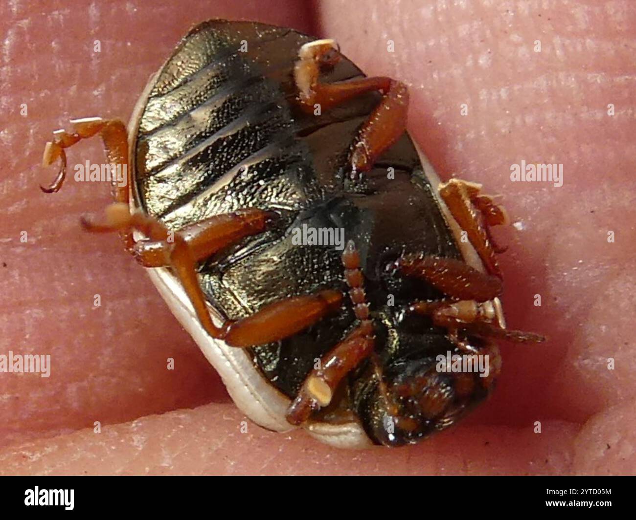 Common Willow Calligrapher Beetle (Calligrapha multipunctata Stock ...