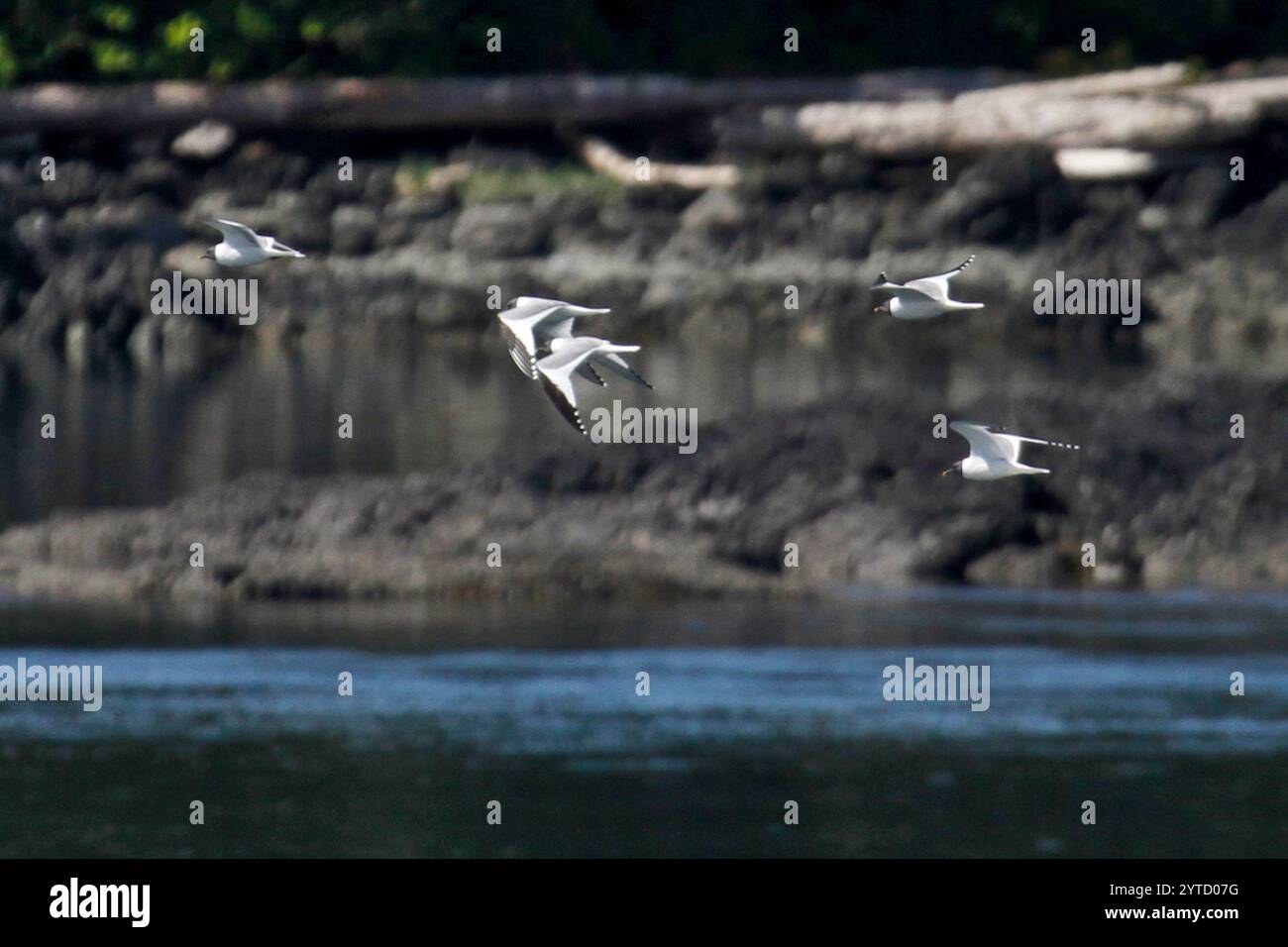 Sabine's Gull (Xema sabini Stock Photo - Alamy