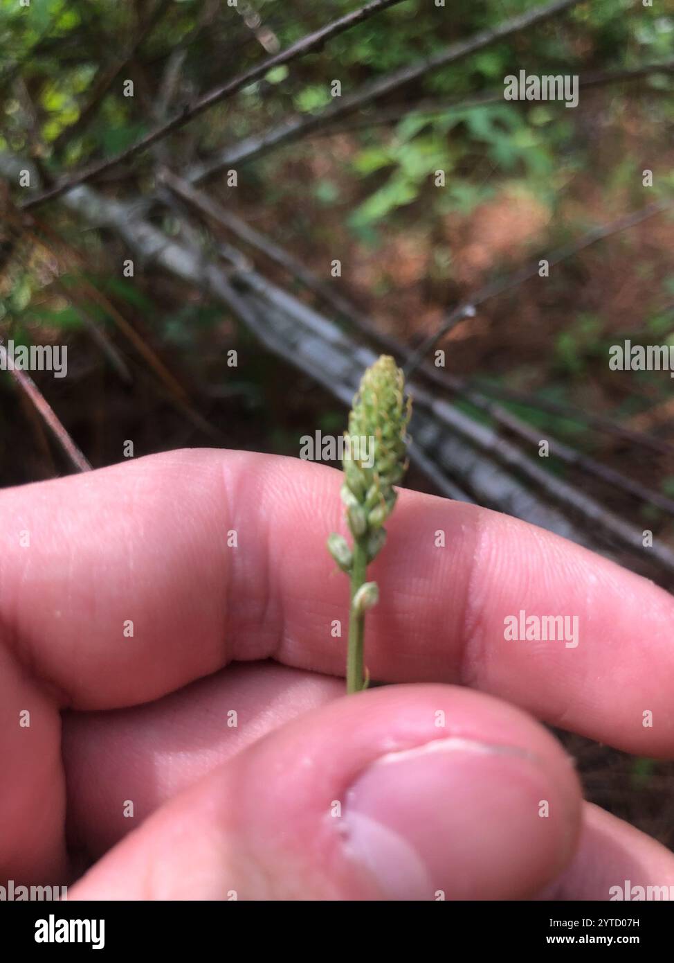 White-tubed Colicroot (Aletris farinosa Stock Photo - Alamy