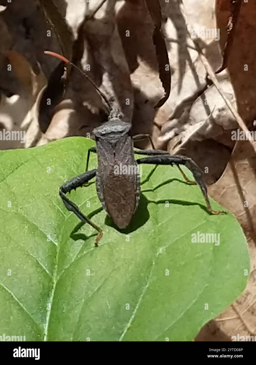Spine-headed Bugs (Acanthocephala Stock Photo - Alamy