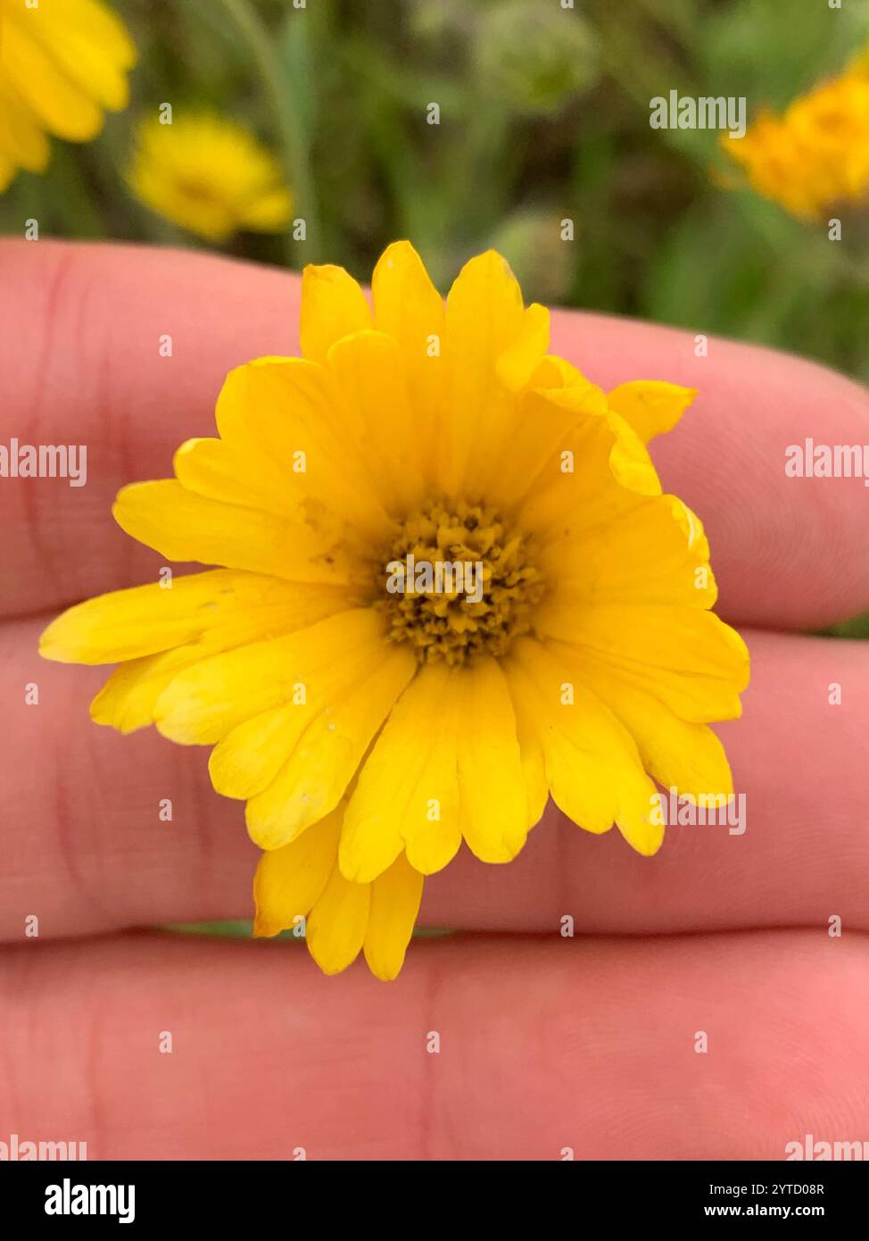 Common Madia (Madia elegans Stock Photo - Alamy