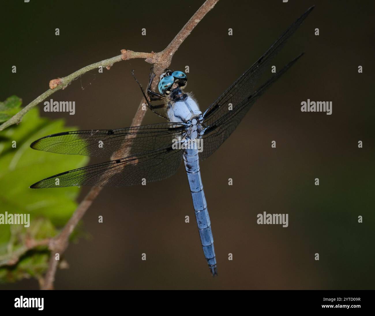 Libellula vibrans hi-res stock photography and images - Alamy