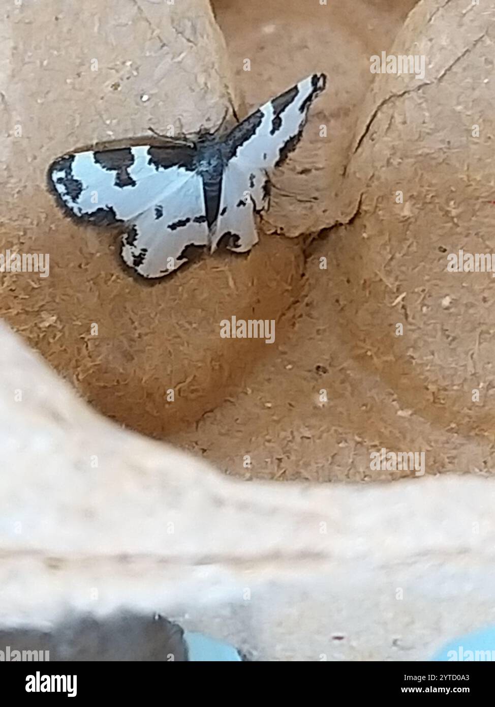 Clouded Border (Lomaspilis marginata Stock Photo - Alamy