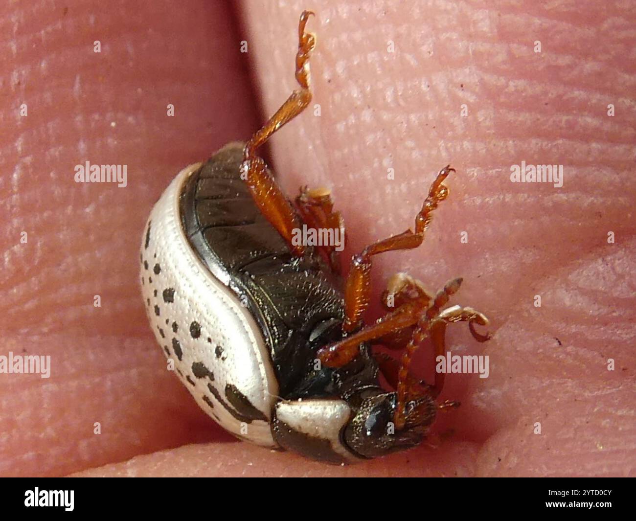 Common Willow Calligrapher Beetle (Calligrapha multipunctata Stock ...