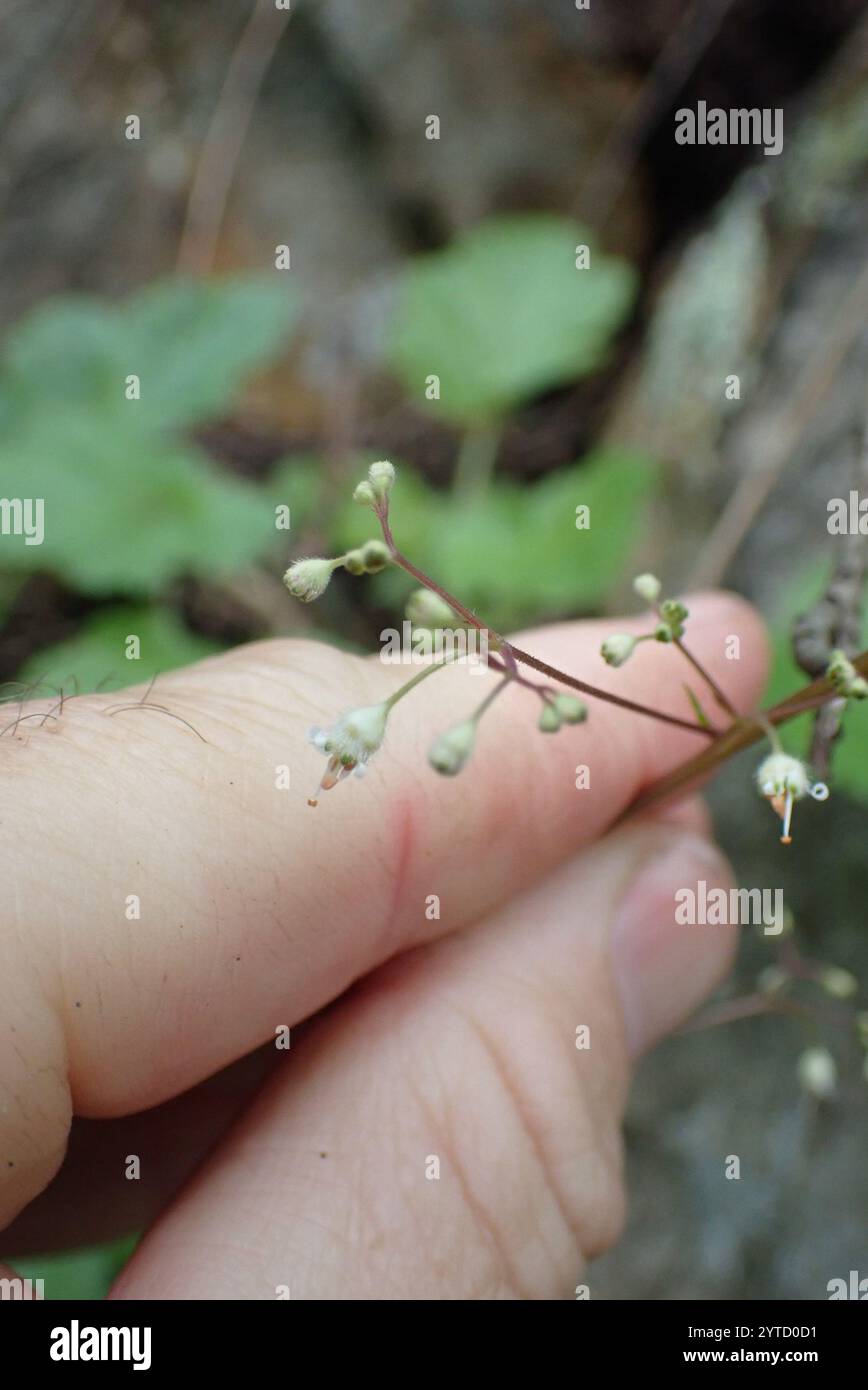 crevice alumroot (Heuchera micrantha Stock Photo - Alamy