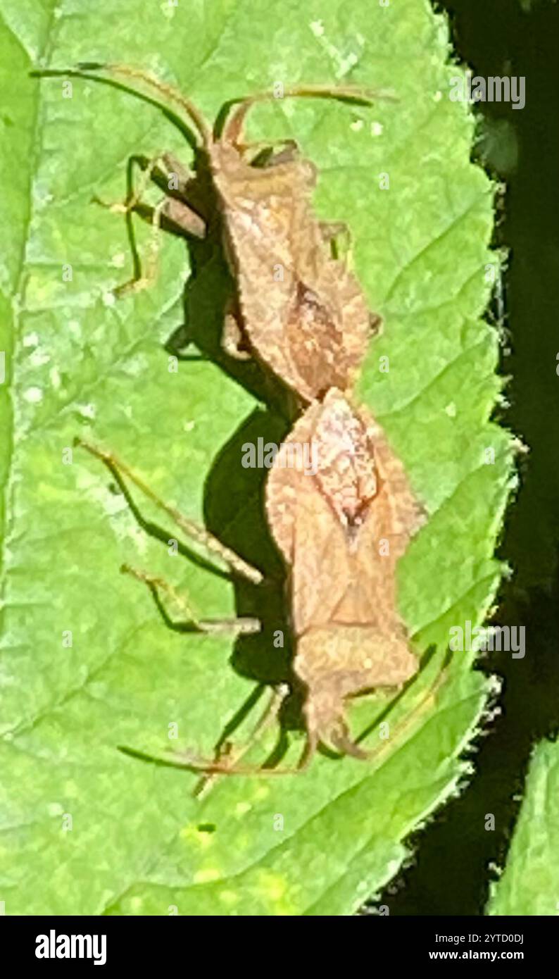 Dock Bug (Coreus marginatus Stock Photo - Alamy