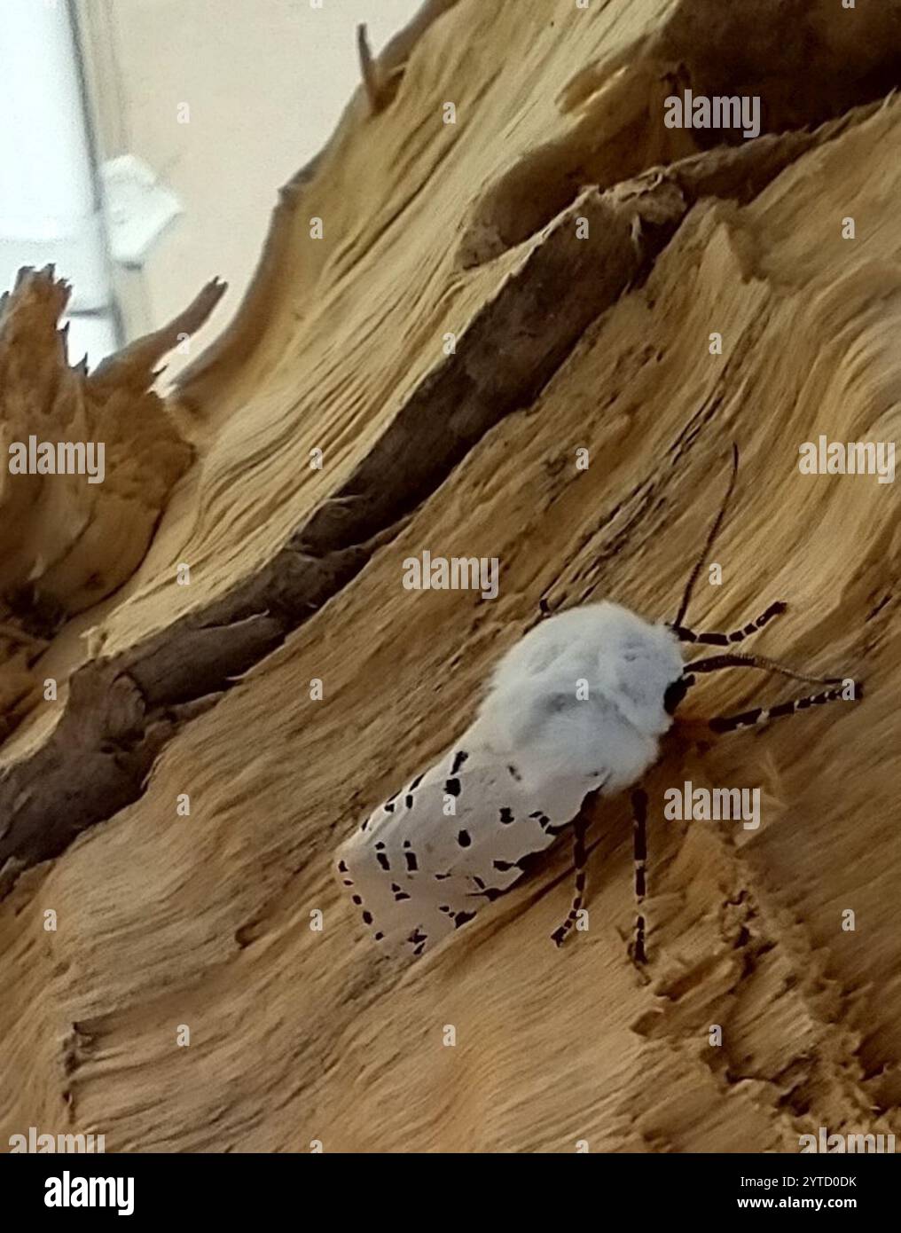 Salt Marsh Moth (Estigmene acrea Stock Photo - Alamy