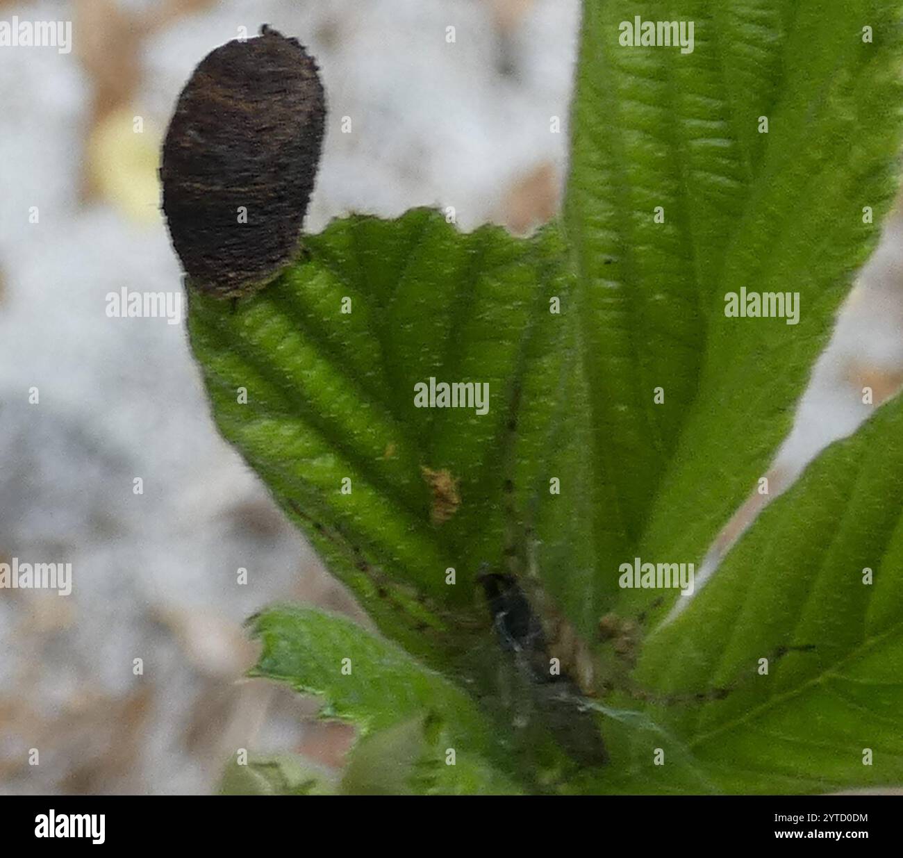 Case-bearing Leaf Beetles (Cryptocephalinae Stock Photo - Alamy