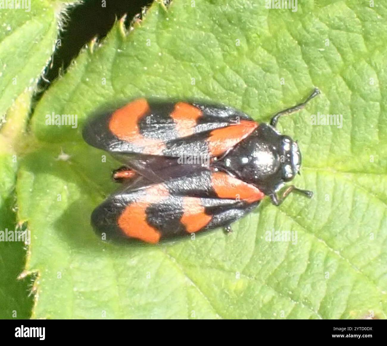 Common Froghopper (Cercopis vulnerata Stock Photo - Alamy