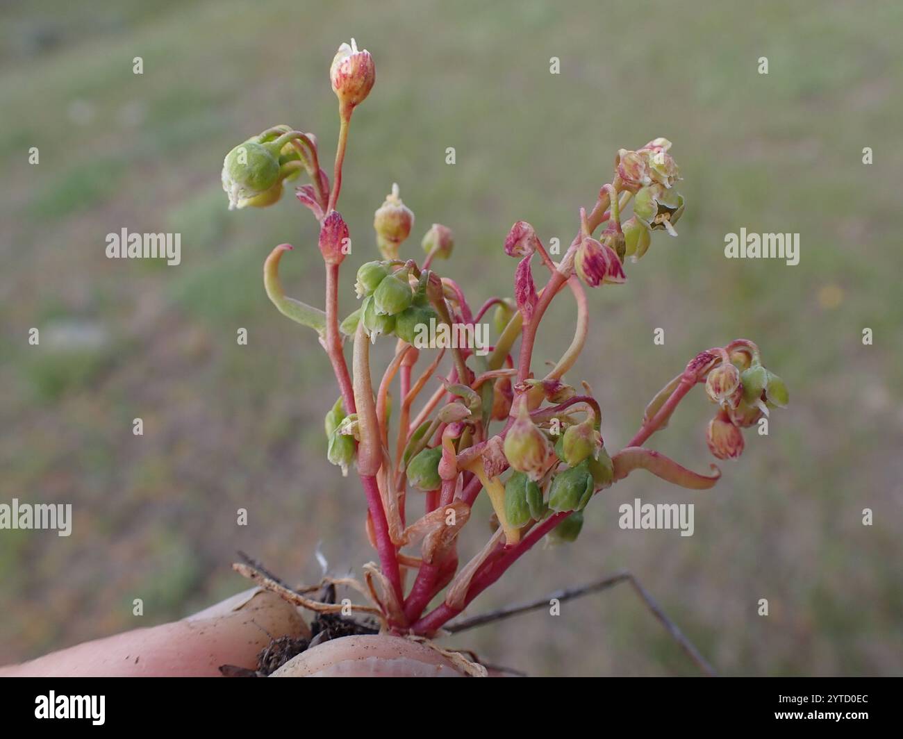Narrow-leaved Montia (Montia linearis Stock Photo - Alamy