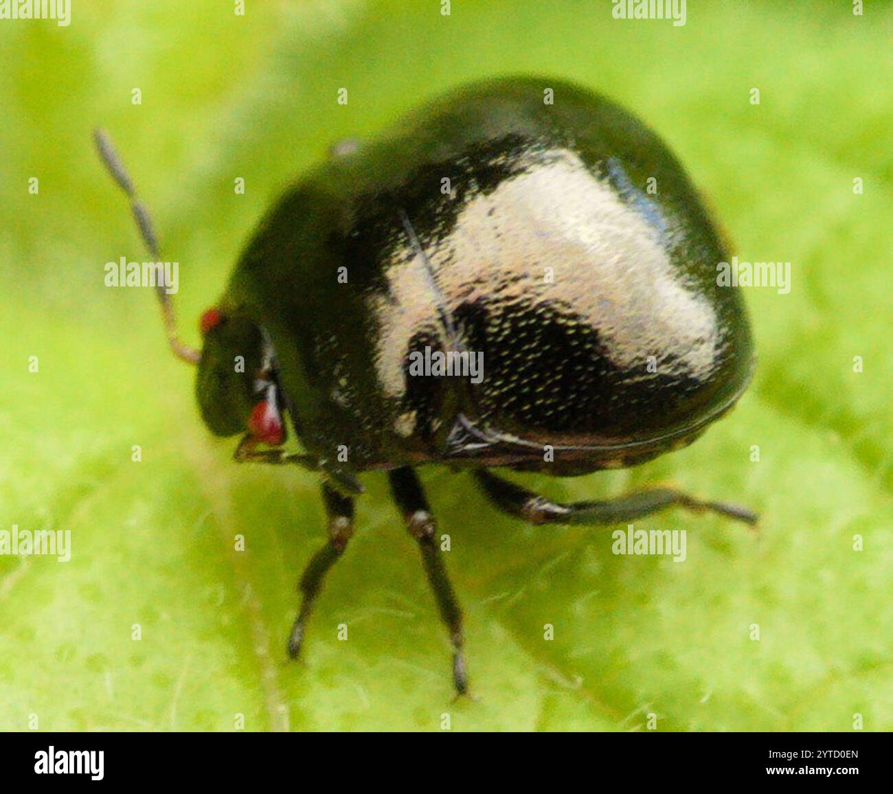soot sprite (Coptosoma scutellatum Stock Photo - Alamy