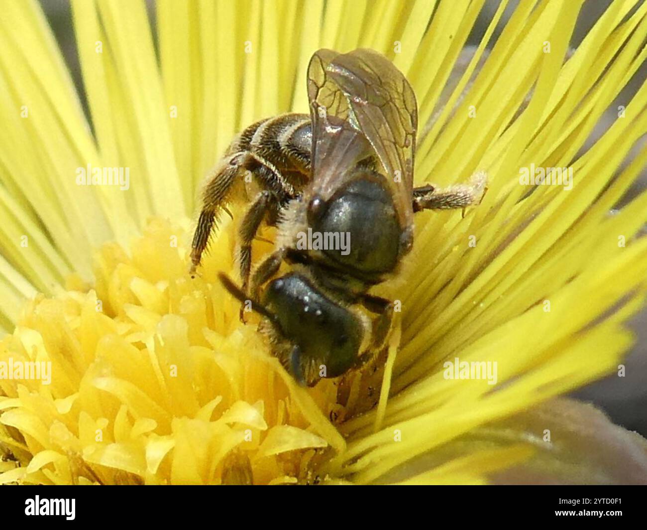 Confusing Furrow Bee (Halictus confusus Stock Photo - Alamy
