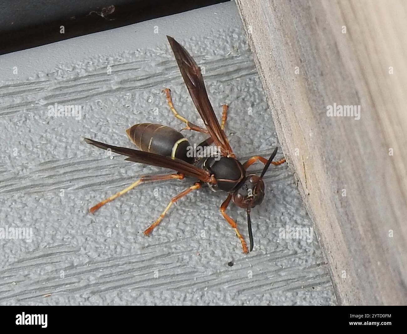 Northern Paper Wasp (Polistes fuscatus Stock Photo - Alamy