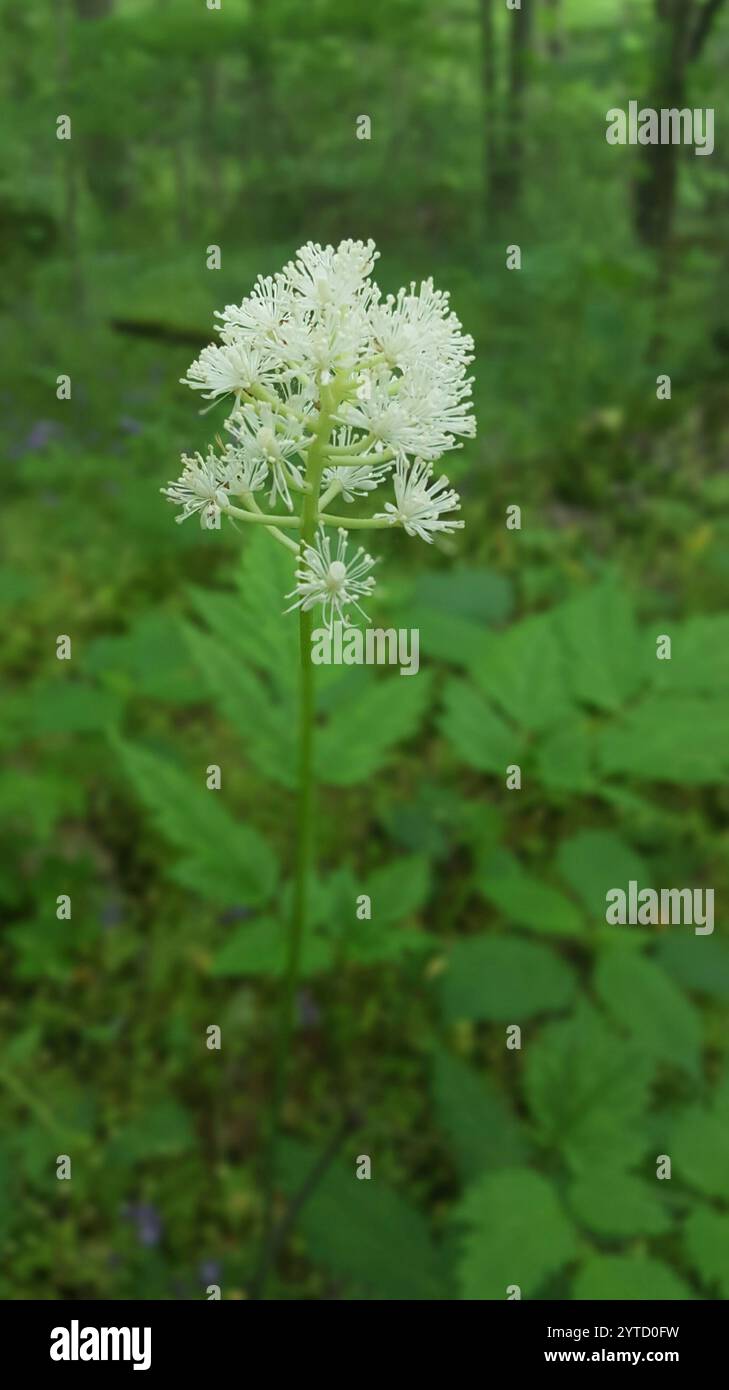 Eurasian baneberry (Actaea spicata Stock Photo - Alamy