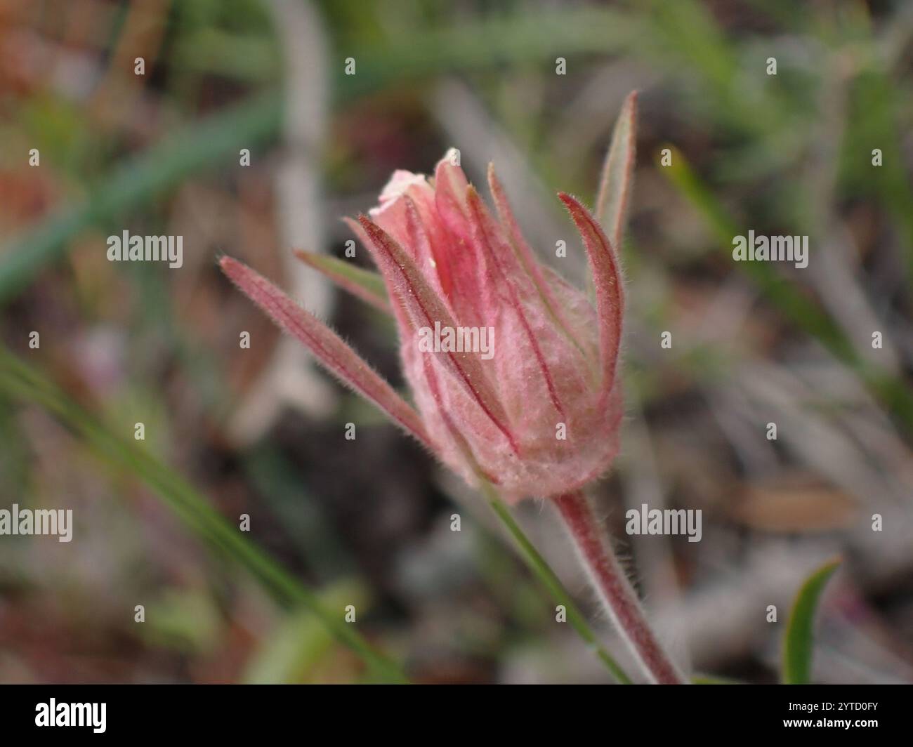 prairie smoke (Geum triflorum Stock Photo - Alamy