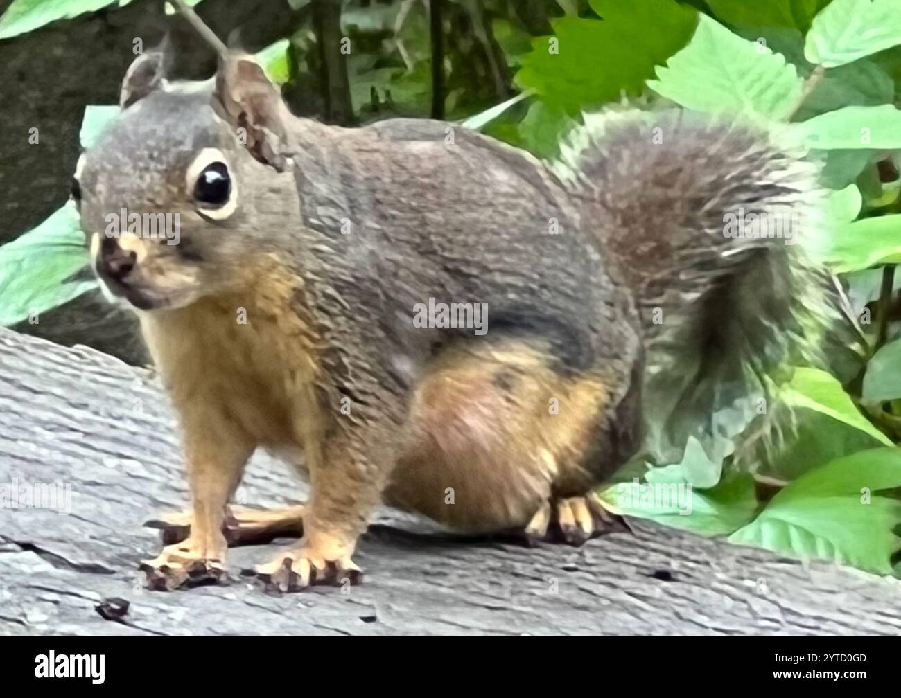 Douglas' Squirrel (Tamiasciurus douglasii Stock Photo - Alamy