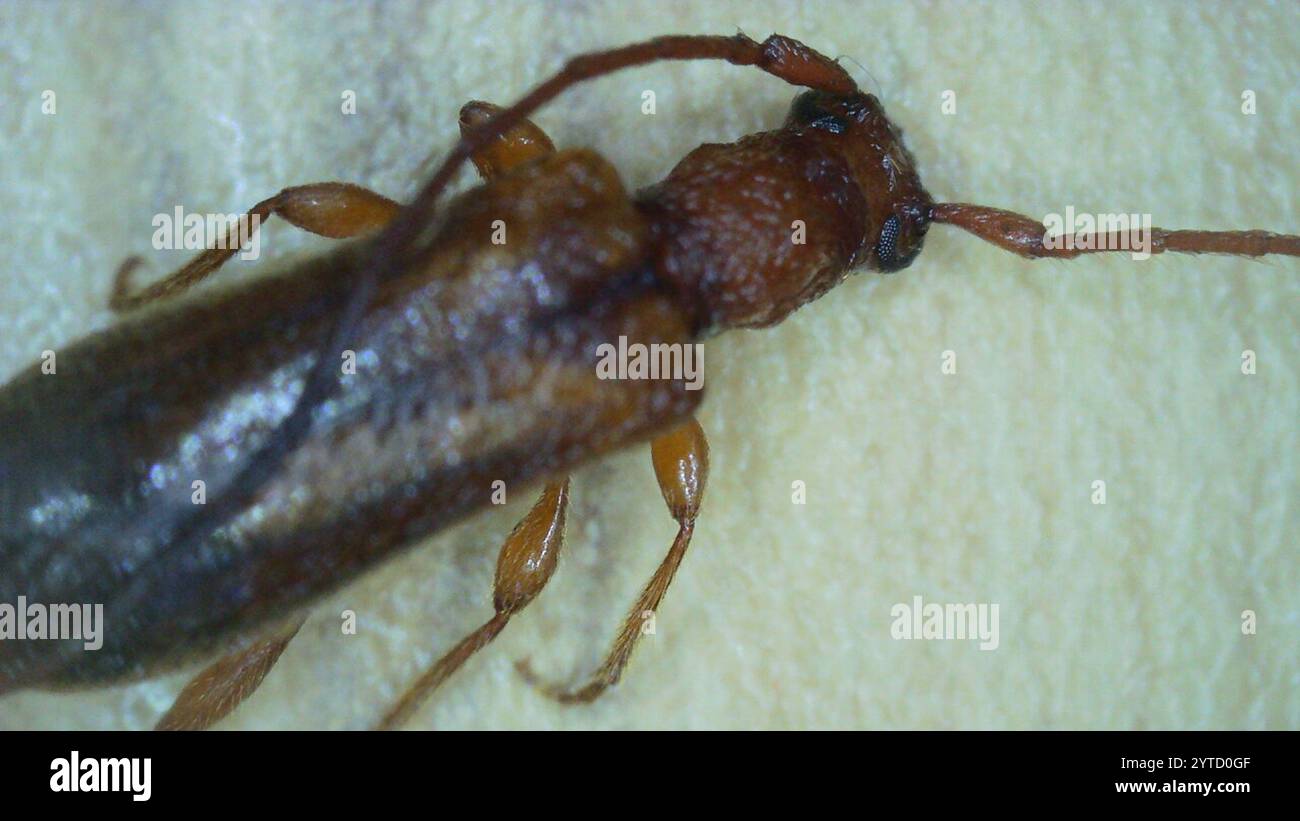 brown longhorn beetle (Obrium brunneum Stock Photo - Alamy
