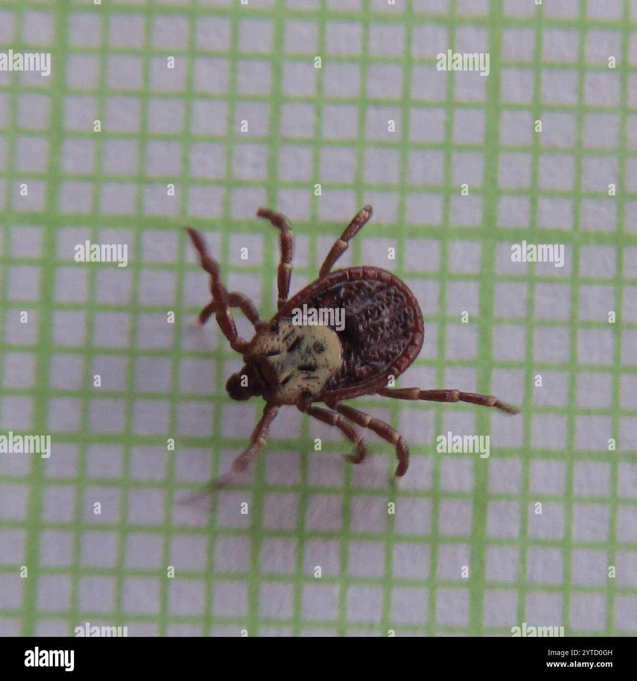 Rocky Mountain Wood Tick (Dermacentor andersoni Stock Photo - Alamy