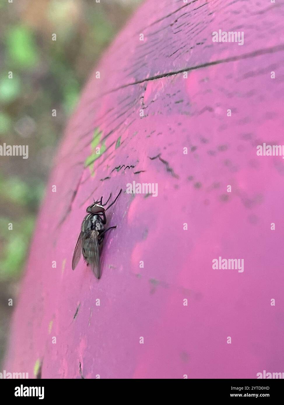 Stable Fly (Stomoxys calcitrans Stock Photo - Alamy