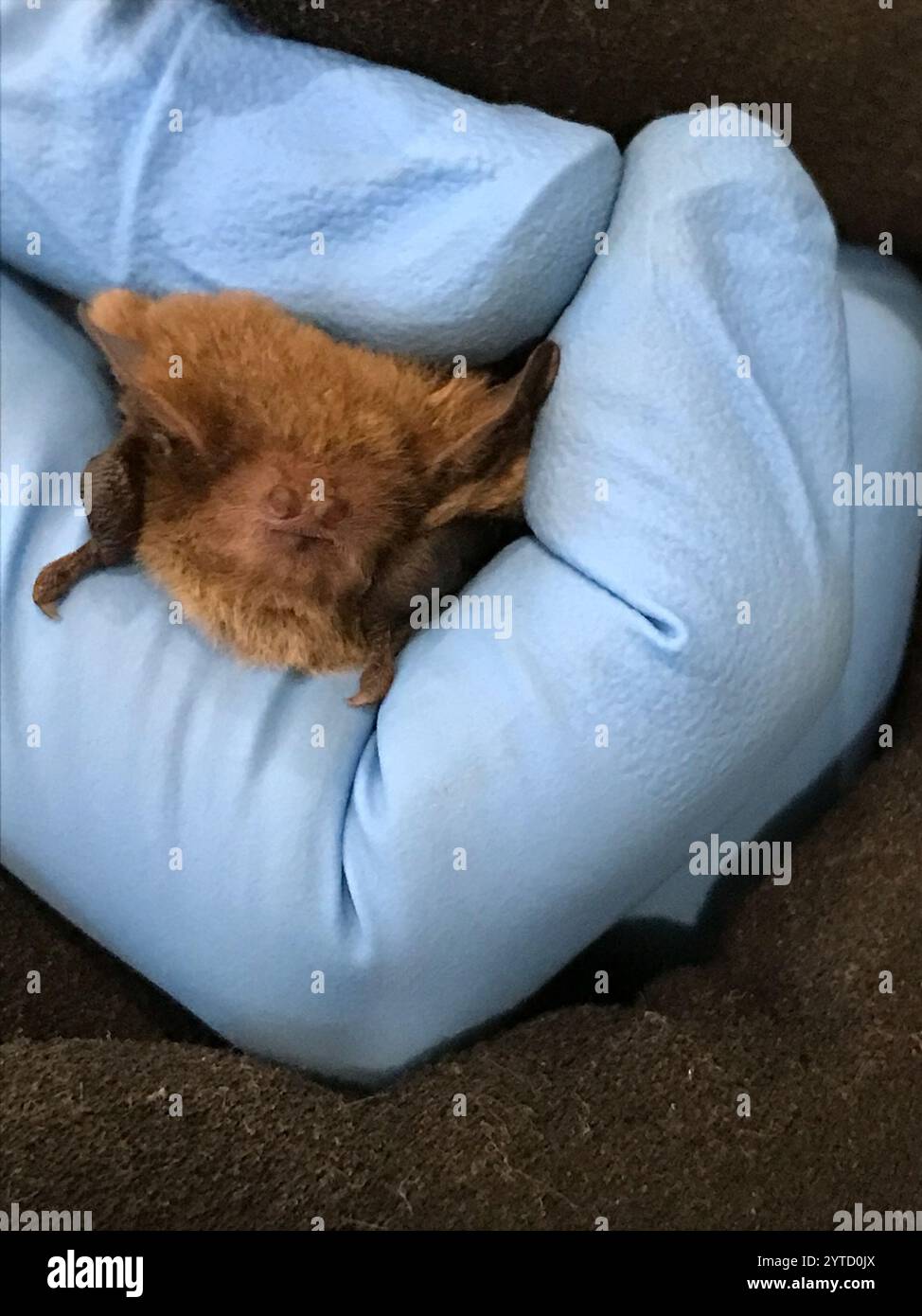 Large Forest Bat (Vespadelus darlingtoni Stock Photo - Alamy