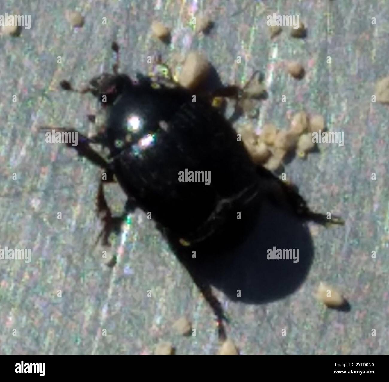 Hister Beetles (Histeridae Stock Photo - Alamy