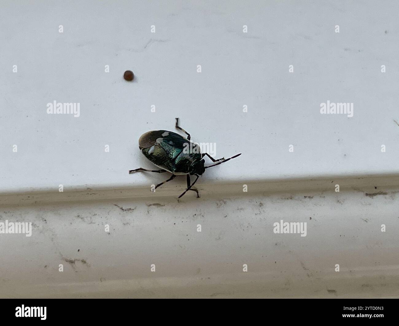Cabbage Bug (Eurydema oleracea Stock Photo - Alamy