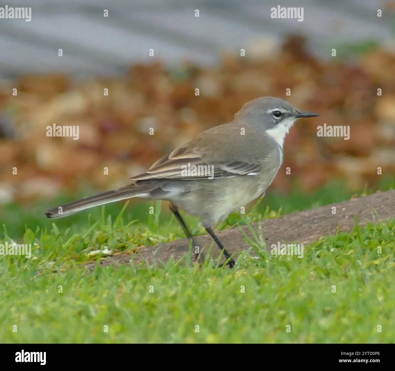 Common Cape Wagtail (Motacilla capensis capensis Stock Photo - Alamy