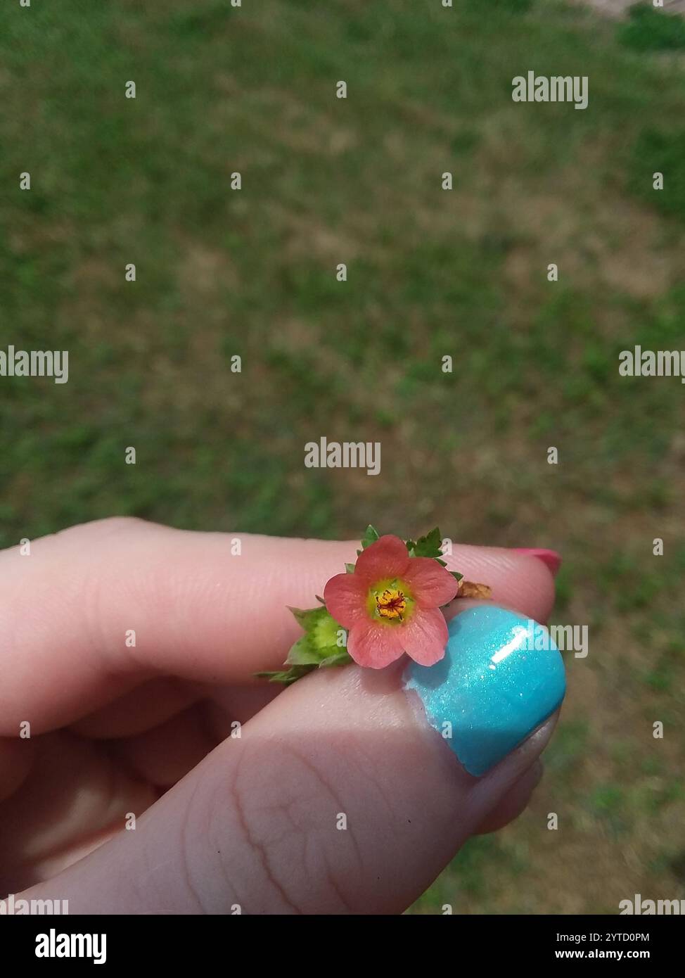 Carolina Bristlemallow (Modiola caroliniana Stock Photo - Alamy