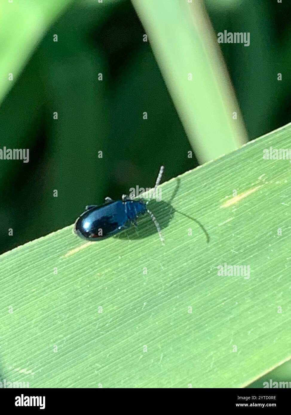Flea Beetles (Alticini Stock Photo - Alamy