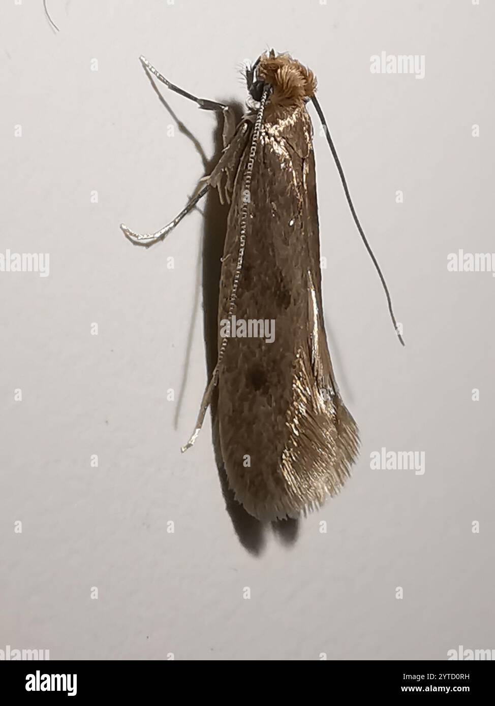 Case-bearing Clothes Moth (Tinea pellionella Stock Photo - Alamy