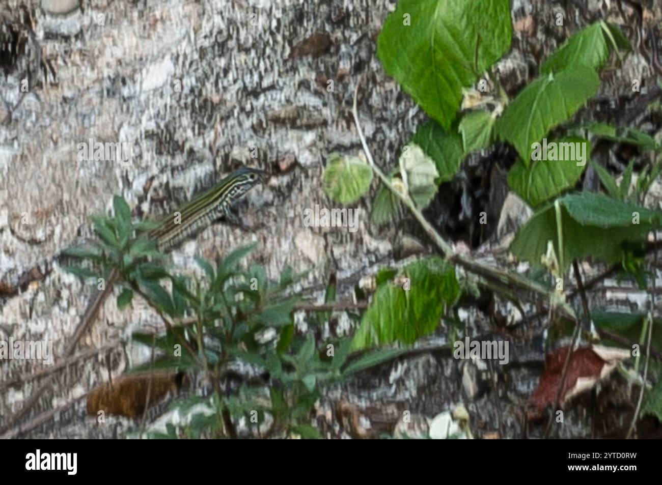Common Spotted Whiptail (Aspidoscelis gularis Stock Photo - Alamy