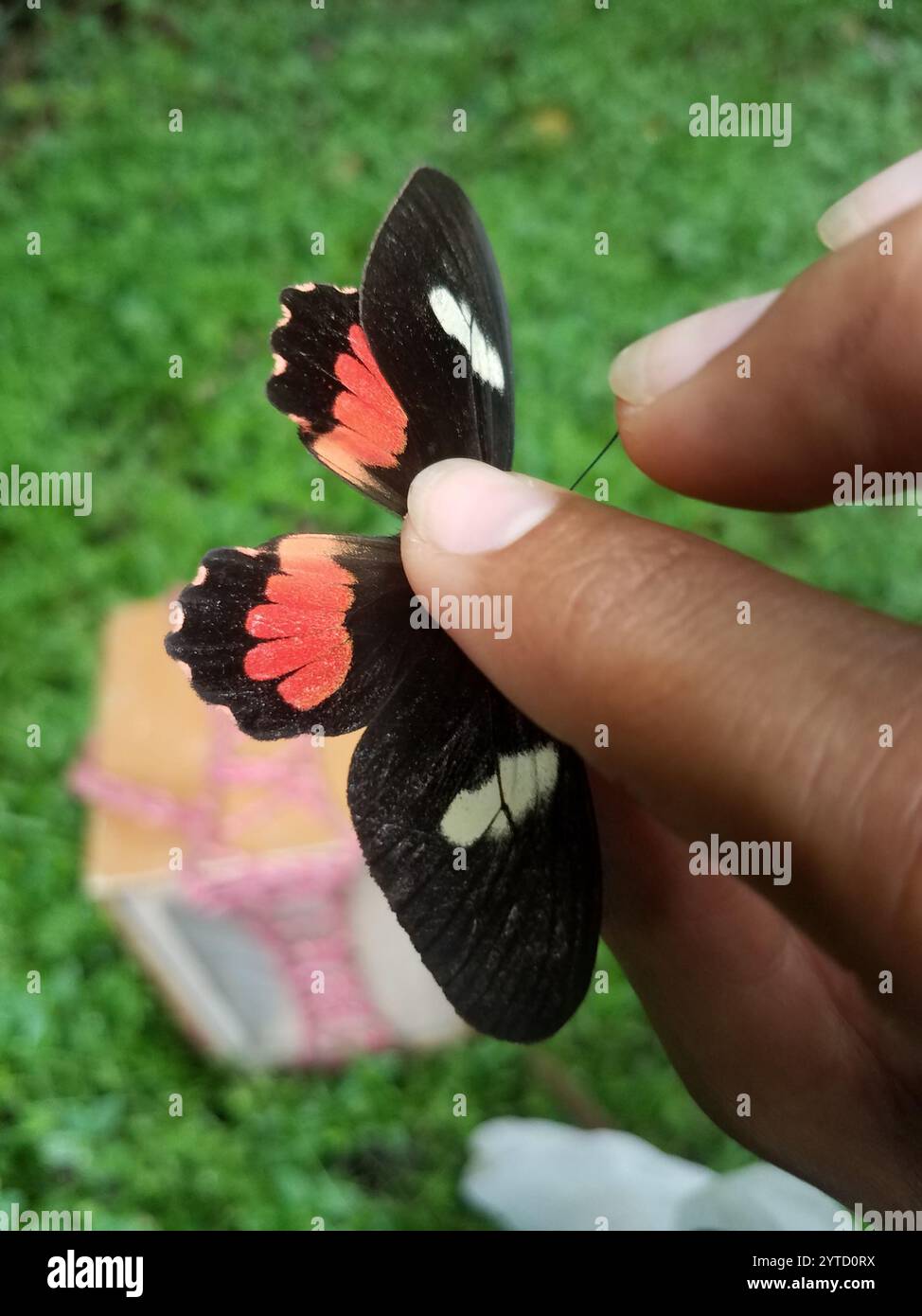 True cattleheart hi-res stock photography and images - Alamy