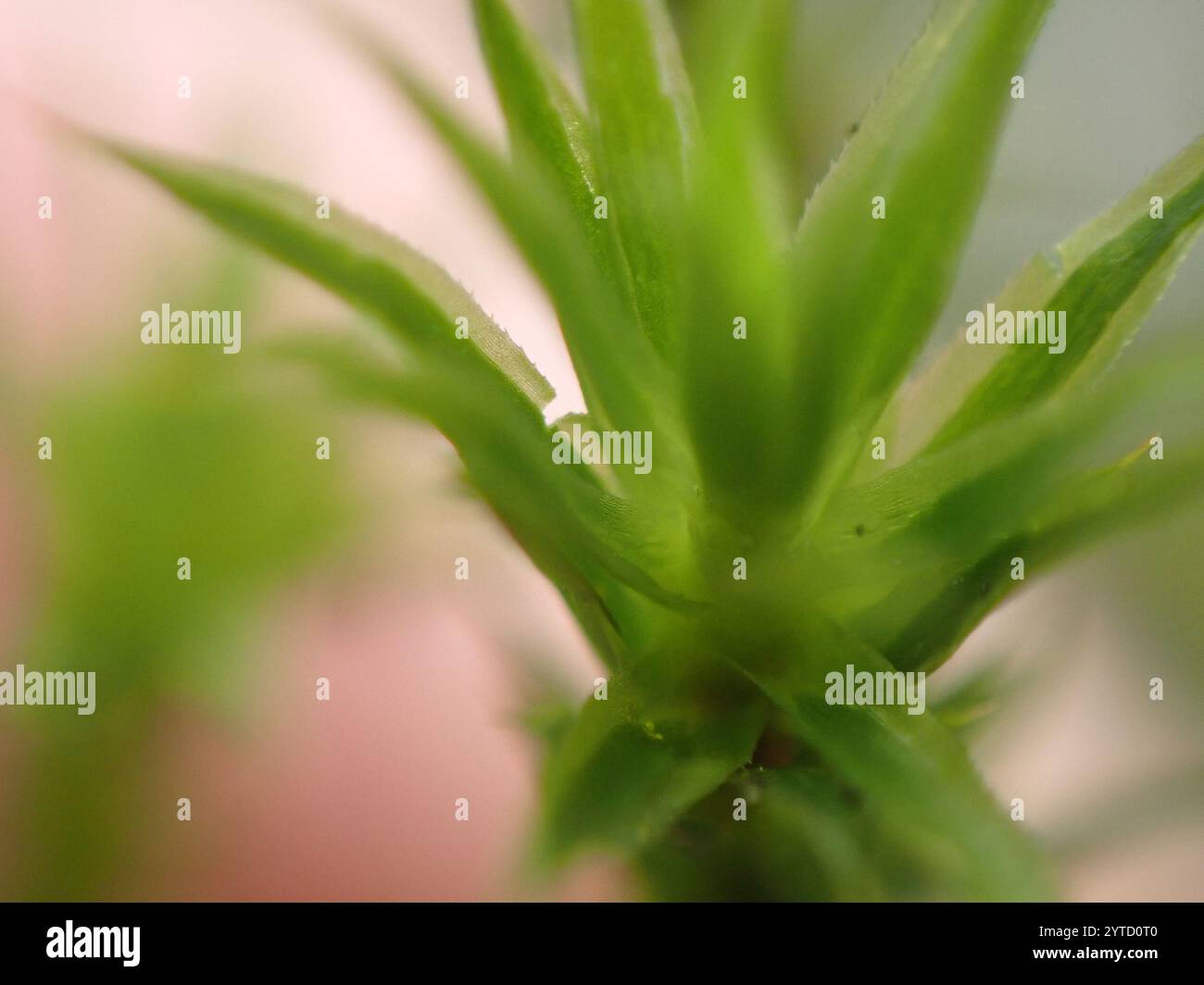 Long-stalked Haircap Moss (Polytrichum longisetum Stock Photo - Alamy