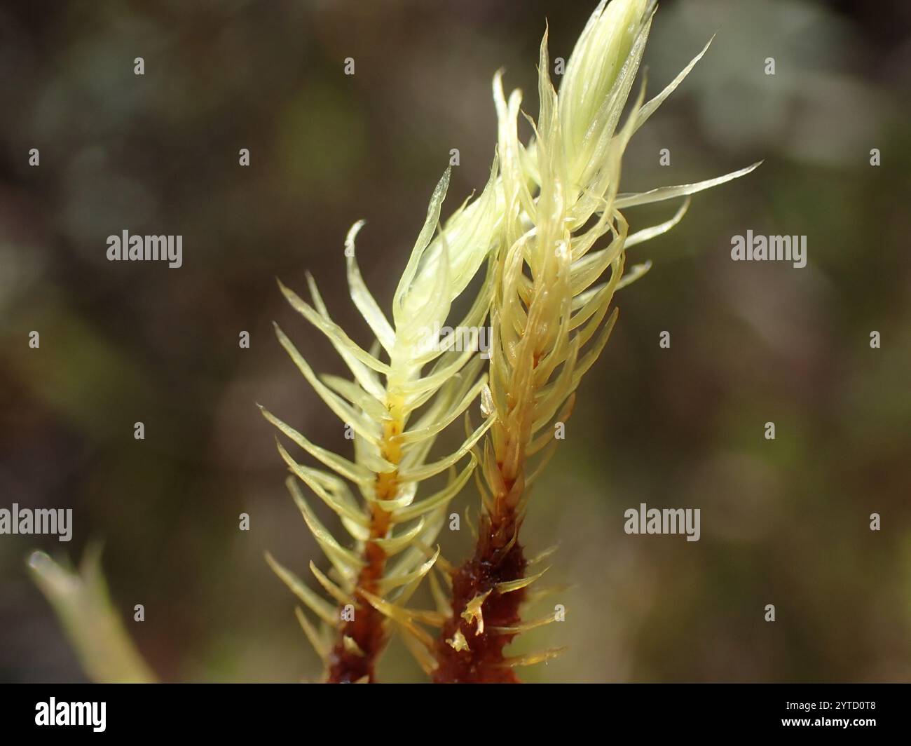 ribbed bog moss (Aulacomnium palustre Stock Photo - Alamy