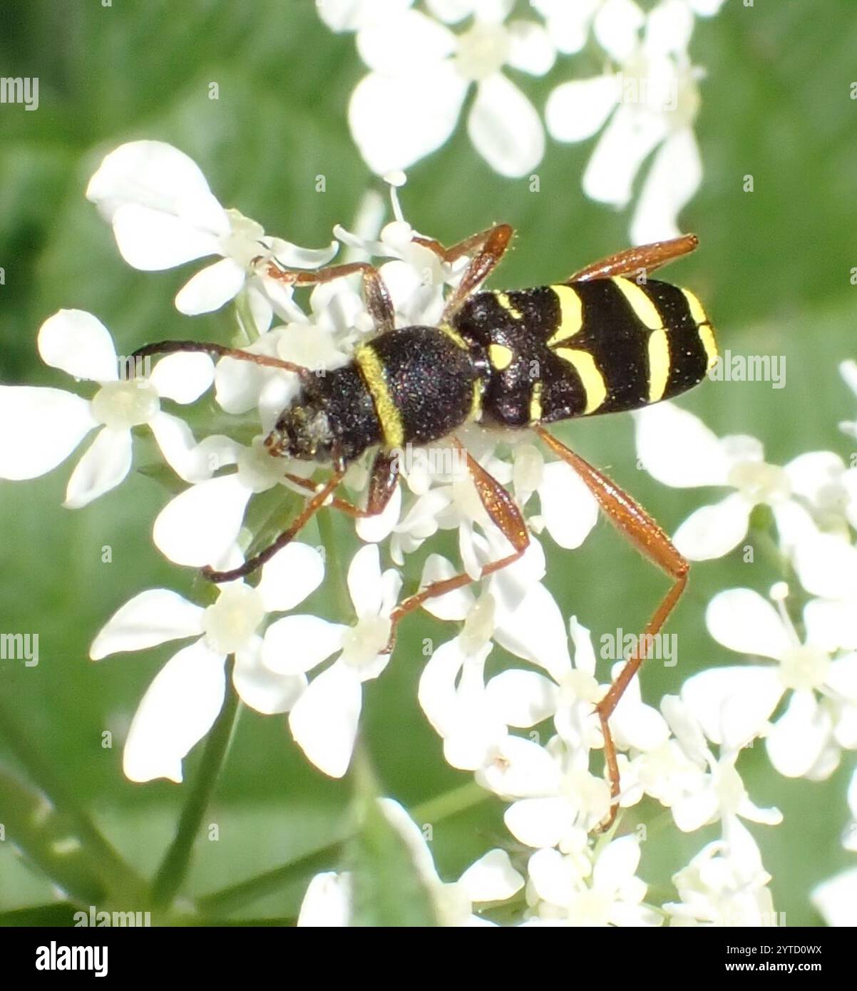 Wasp Beetle (Clytus arietis Stock Photo - Alamy