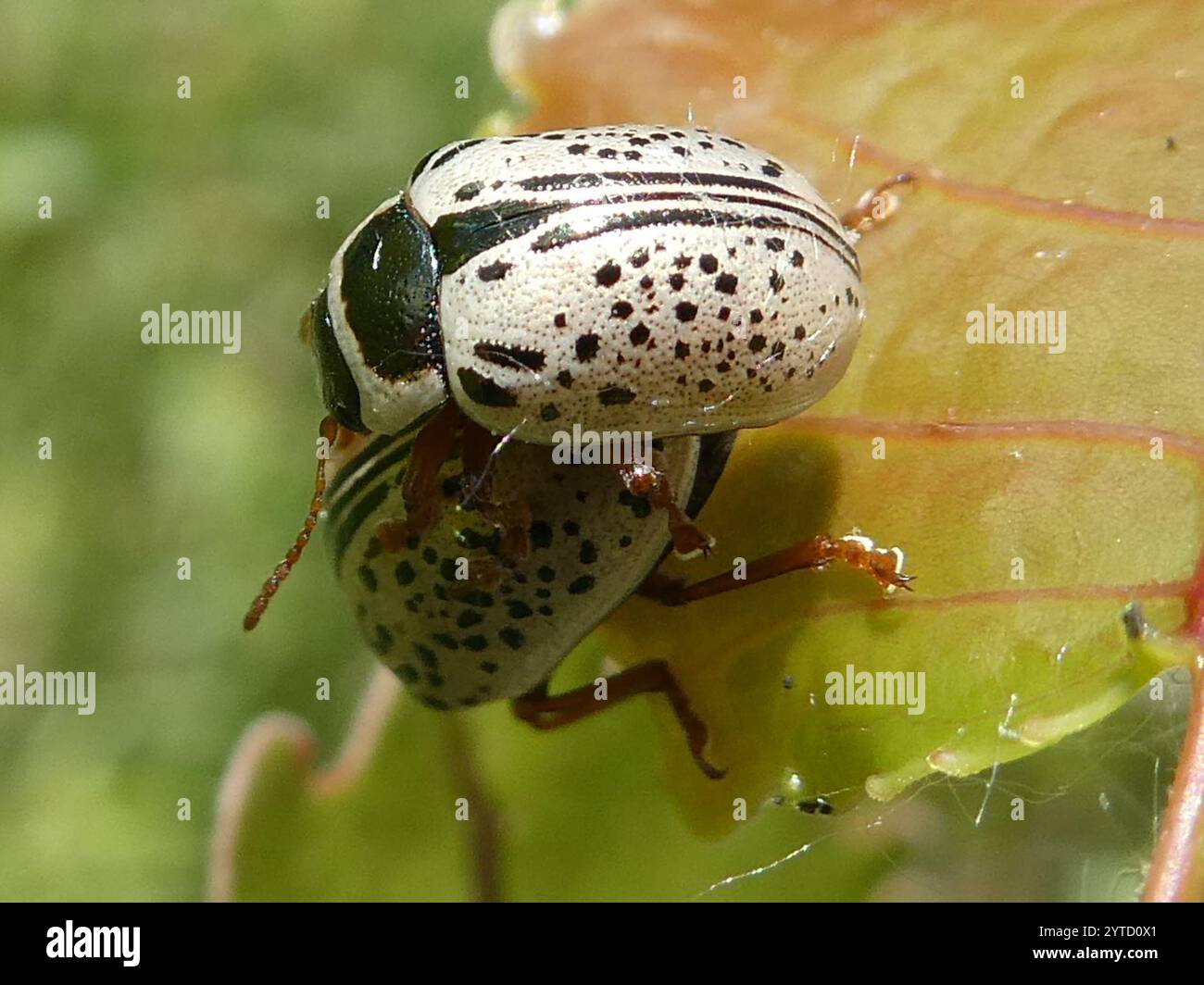 Common Willow Calligrapher Beetle (Calligrapha multipunctata Stock Photo - Alamy