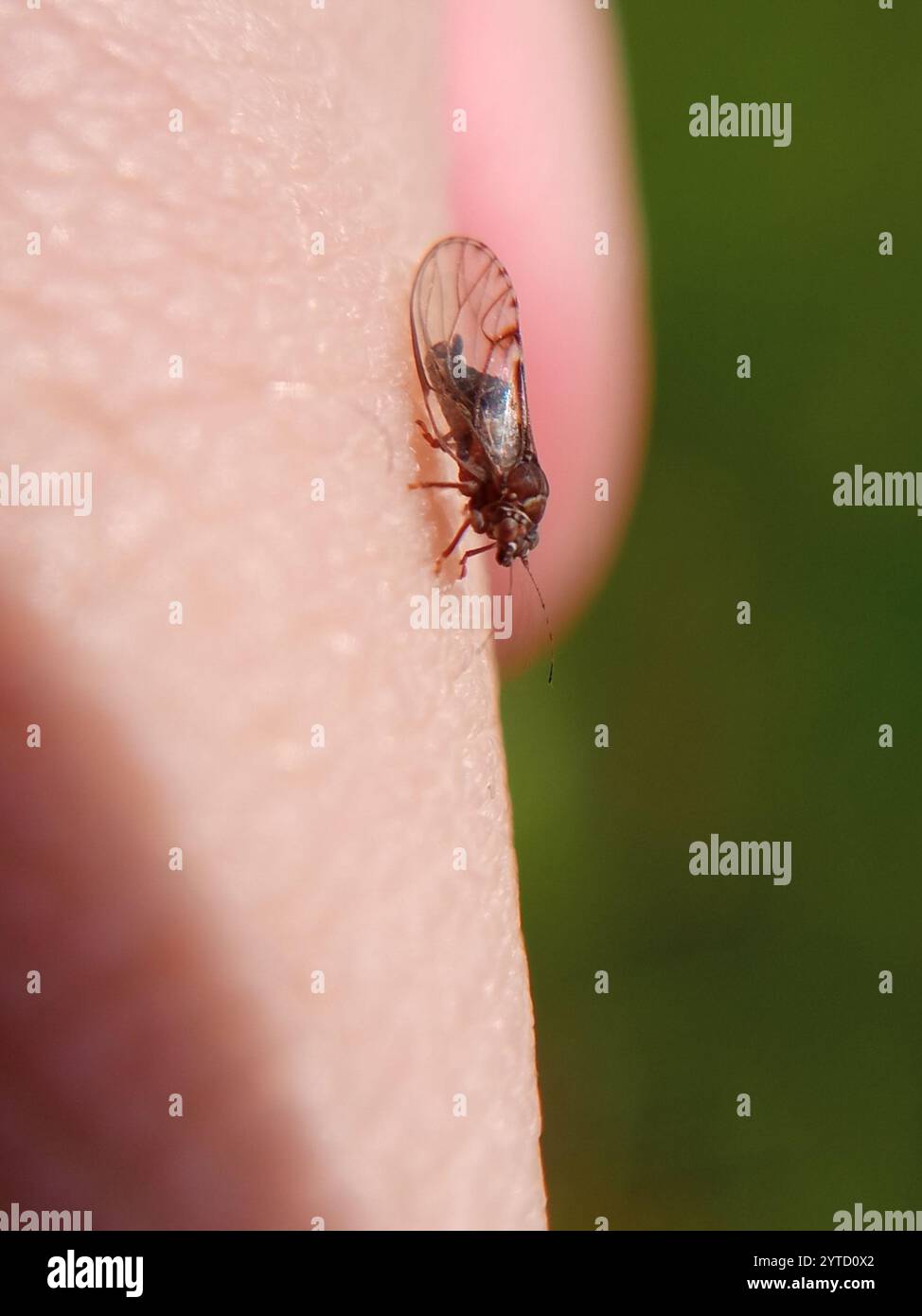 jumping plant lice (Psyllidae Stock Photo - Alamy