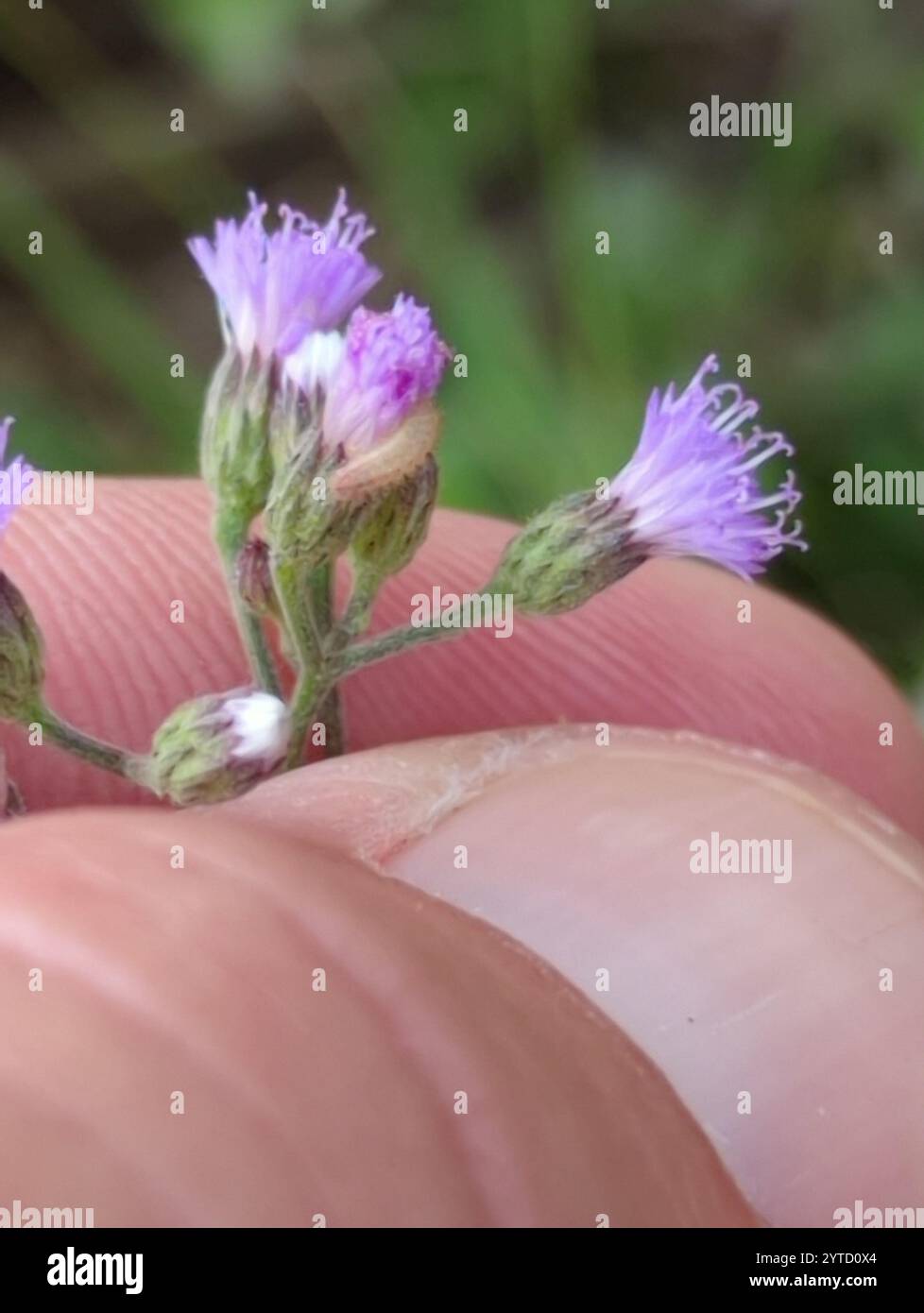 little ironweed (Cyanthillium cinereum Stock Photo - Alamy