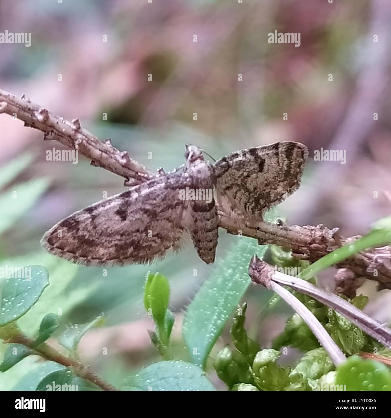 Dwarf Pug (Eupithecia tantillaria Stock Photo - Alamy