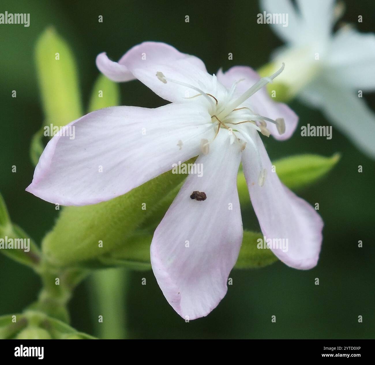 common soapwort (Saponaria officinalis Stock Photo - Alamy
