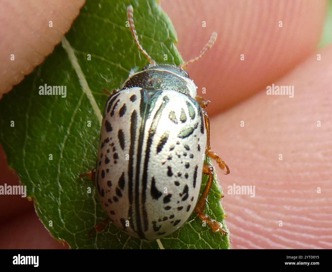 Common Willow Calligrapher Beetle (Calligrapha multipunctata Stock ...
