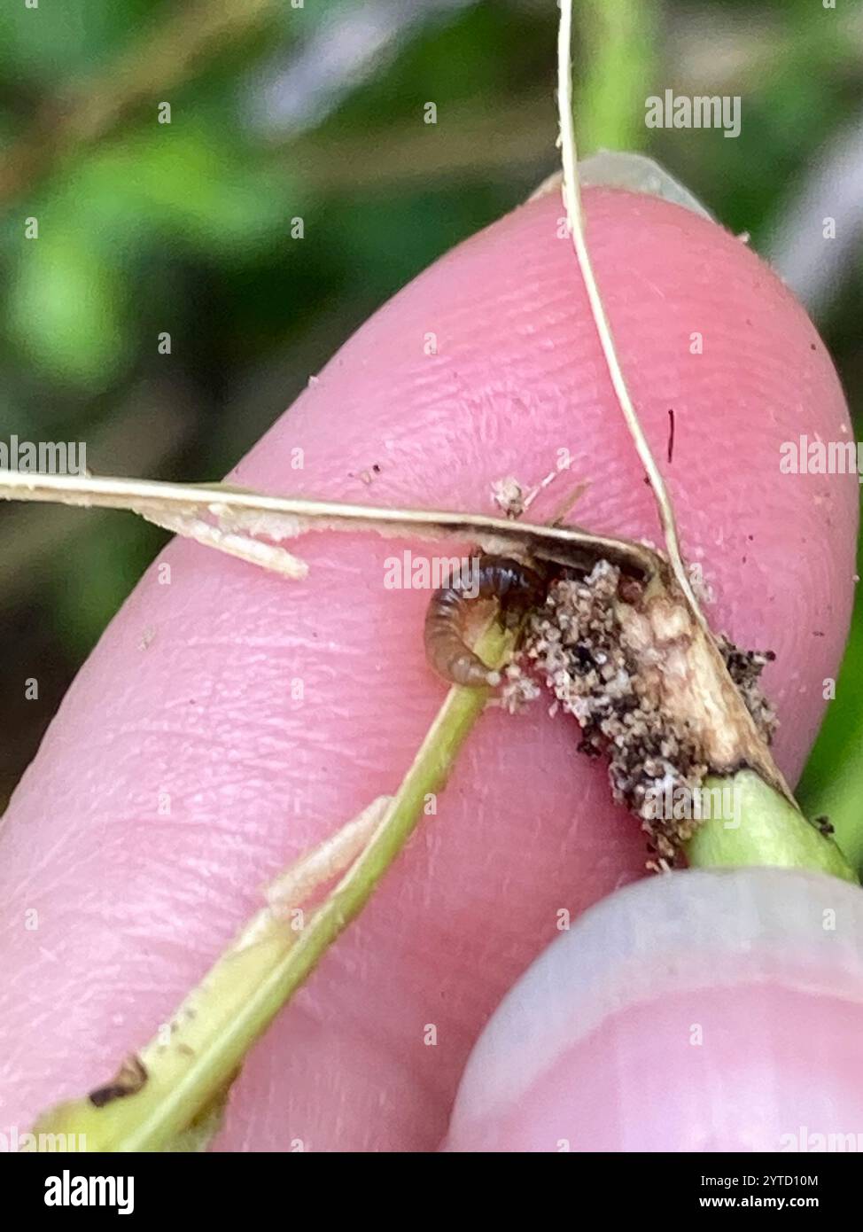 Amazon Queen Moth (Penthesilea difficilis Stock Photo - Alamy