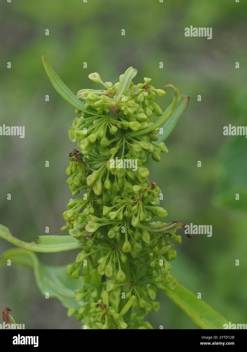 Japanese Dock (Rumex japonicus Stock Photo - Alamy