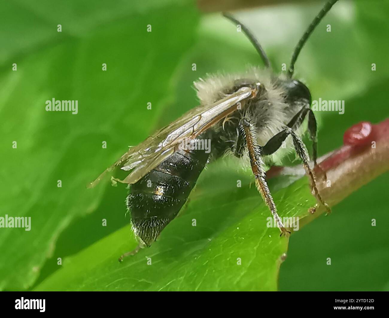 Mining Bees (Andrena Stock Photo - Alamy