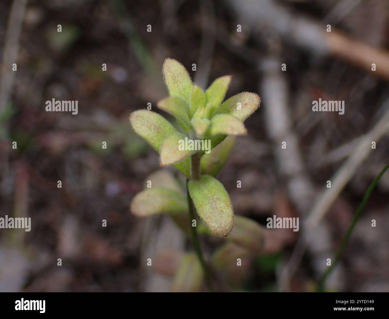 Mustard Flower Rust (Puccinia monoica Stock Photo - Alamy